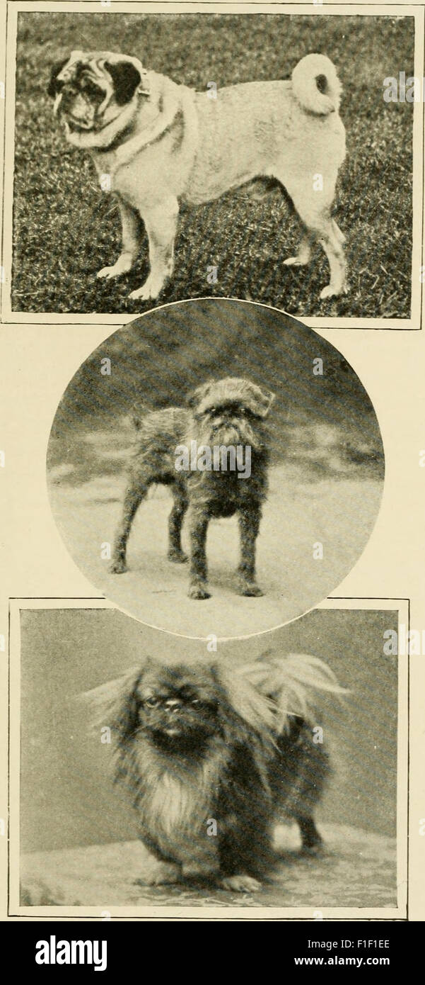 'Dogs and All About Them' is a comprehensive guide to dog breeds, their ...