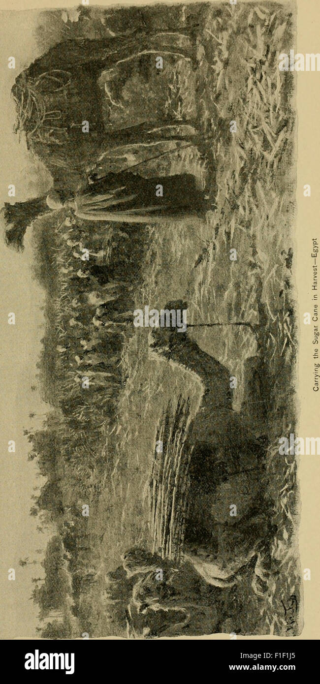 Domesticated animals, their relation to man and to his advancement in ...