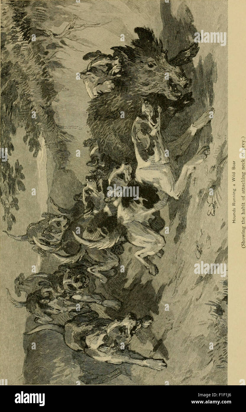 Domesticated animals, their relation to man and to his advancement in ...