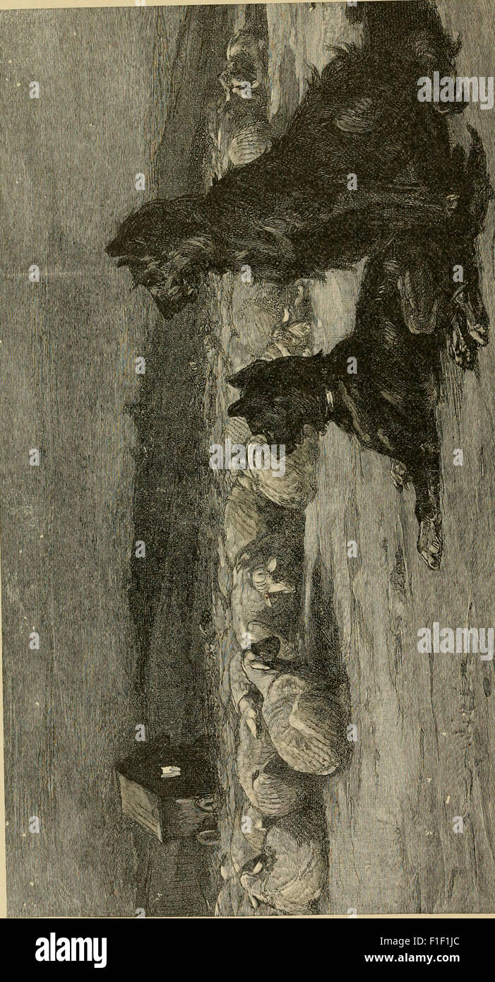 Domesticated animals, their relation to man and to his advancement in ...