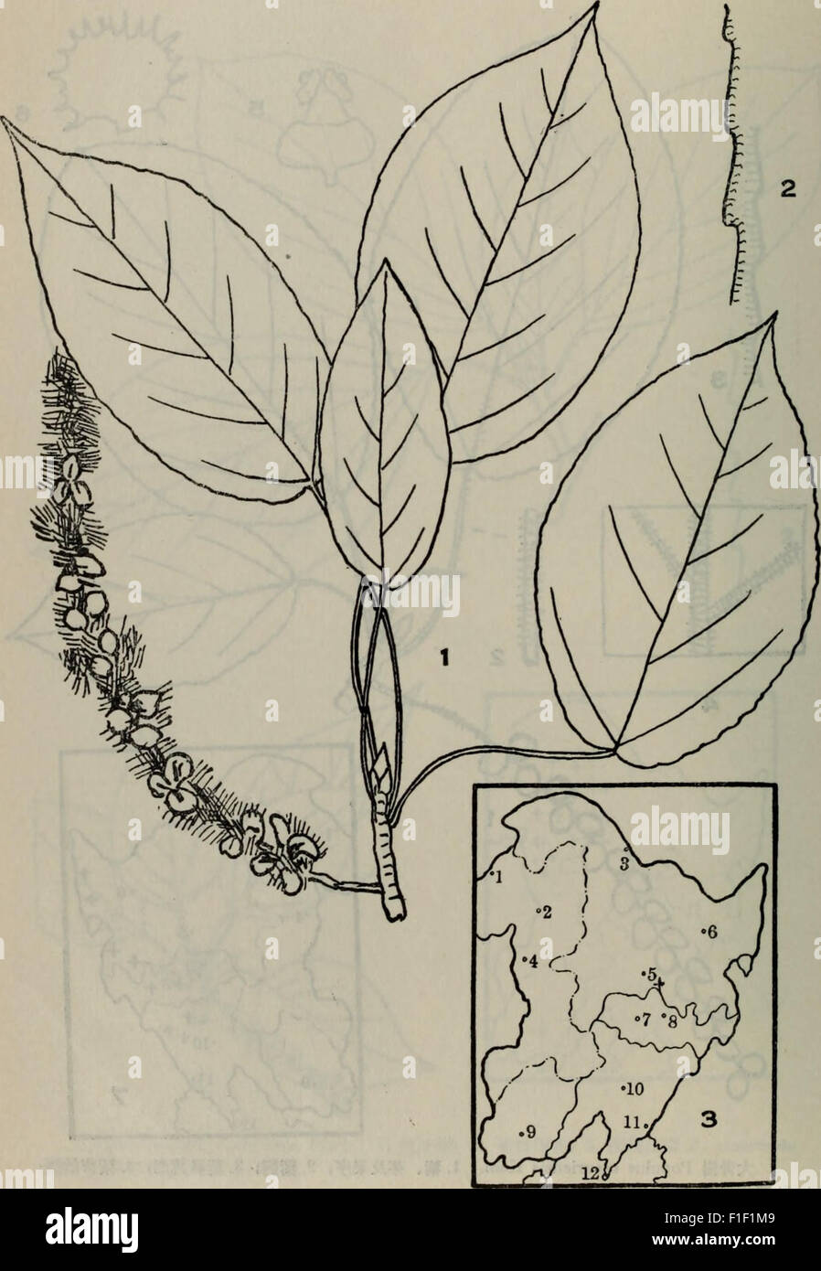 'Dong Bei Mu Ben Zhi Wu Tu Zhi' (1955) is a botanical work documenting ...