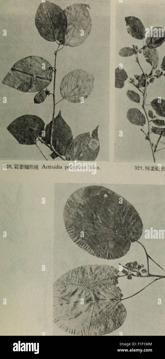 Dong bei mu ben zhi wu tu zhi (1955 Stock Photo - Alamy