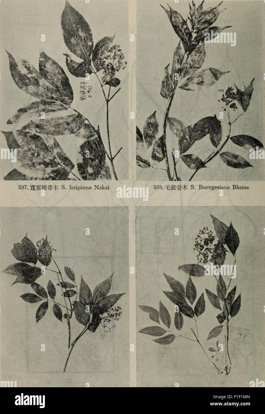 Dong bei mu ben zhi wu tu zhi (1955 Stock Photo - Alamy