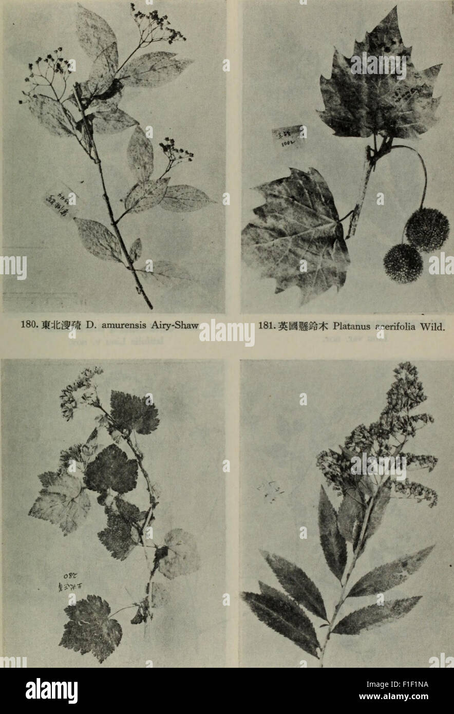 *Dong Bei Mu Ben Zhi Wu Tu Zhi* (1955) is a Chinese botanical work ...