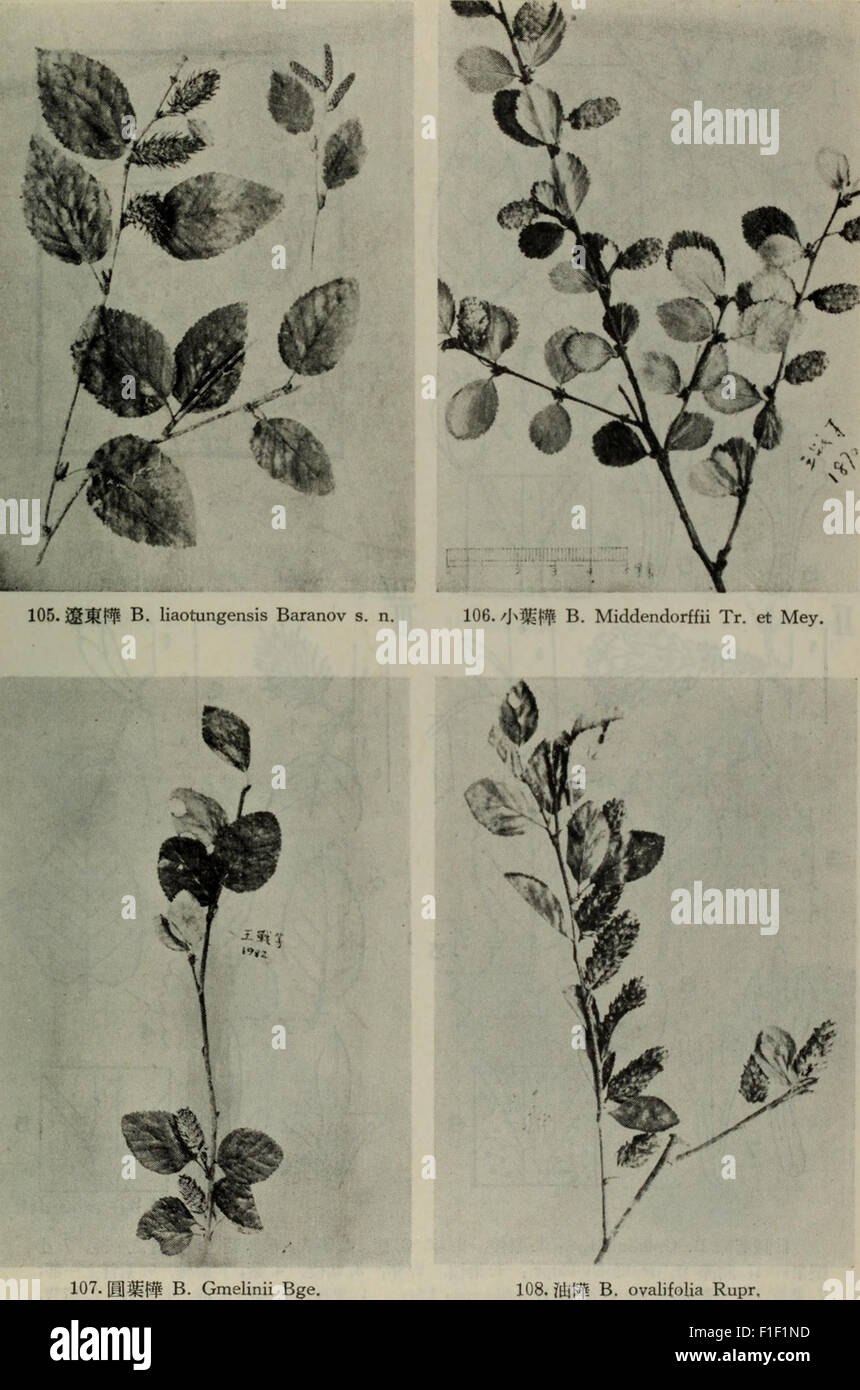 'Dong bei mu ben zhi wu tu zhi' (1955) is a botanical work from China ...