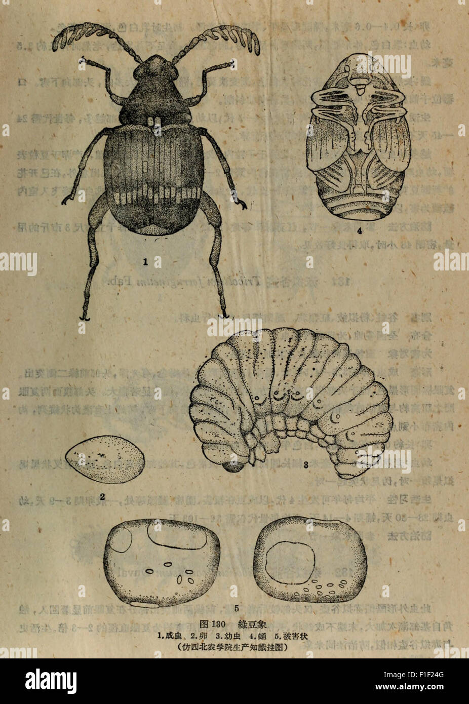*Dong bei nong zuo wu hai chong tu shuo* (1959) is a Chinese ...