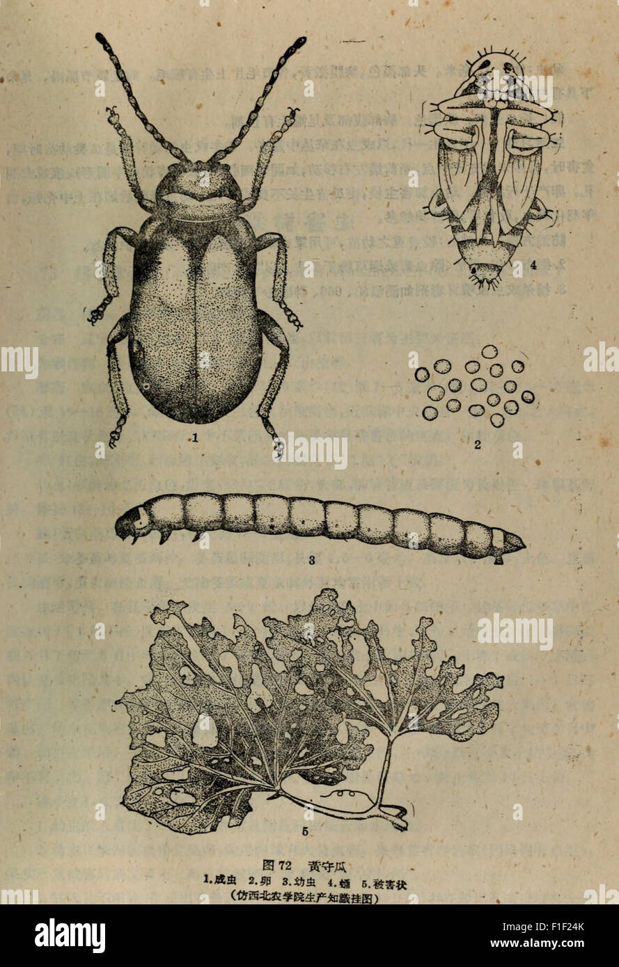 Dong Bei Nong Zuo Wu Hai Chong Tu Shuo (1959) is a Chinese agricultural ...