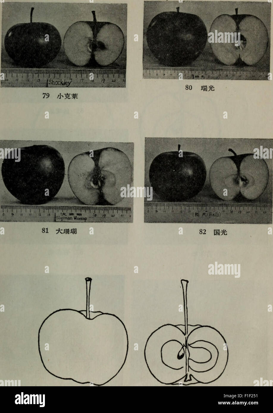 'Dong Bei Ping Guo Pin Zhong Jie Shuo' (1957) is a vintage Chinese work ...