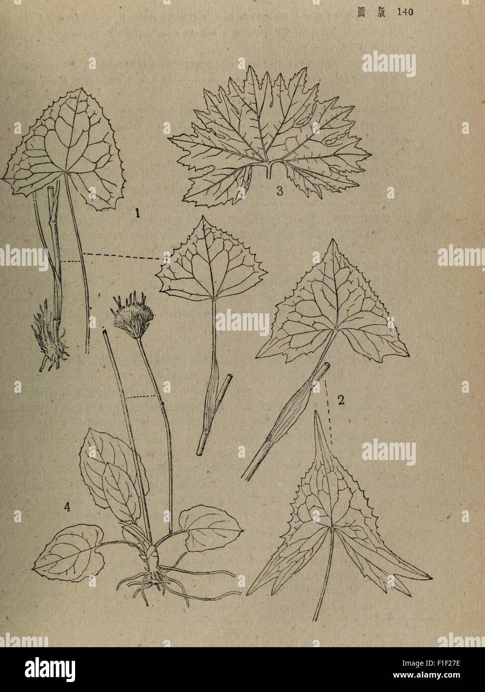 This 1959 Chinese work, 'Dong bei zhi wu jian suo biao', is a catalog ...