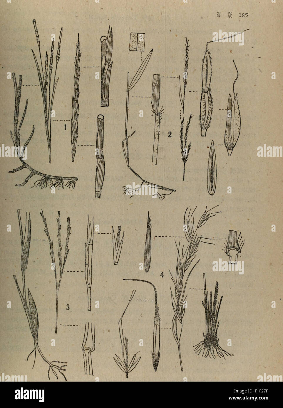 'Dong Bei Zhi Wu Jian Suo Biao' (1959) is a botanical catalog that ...