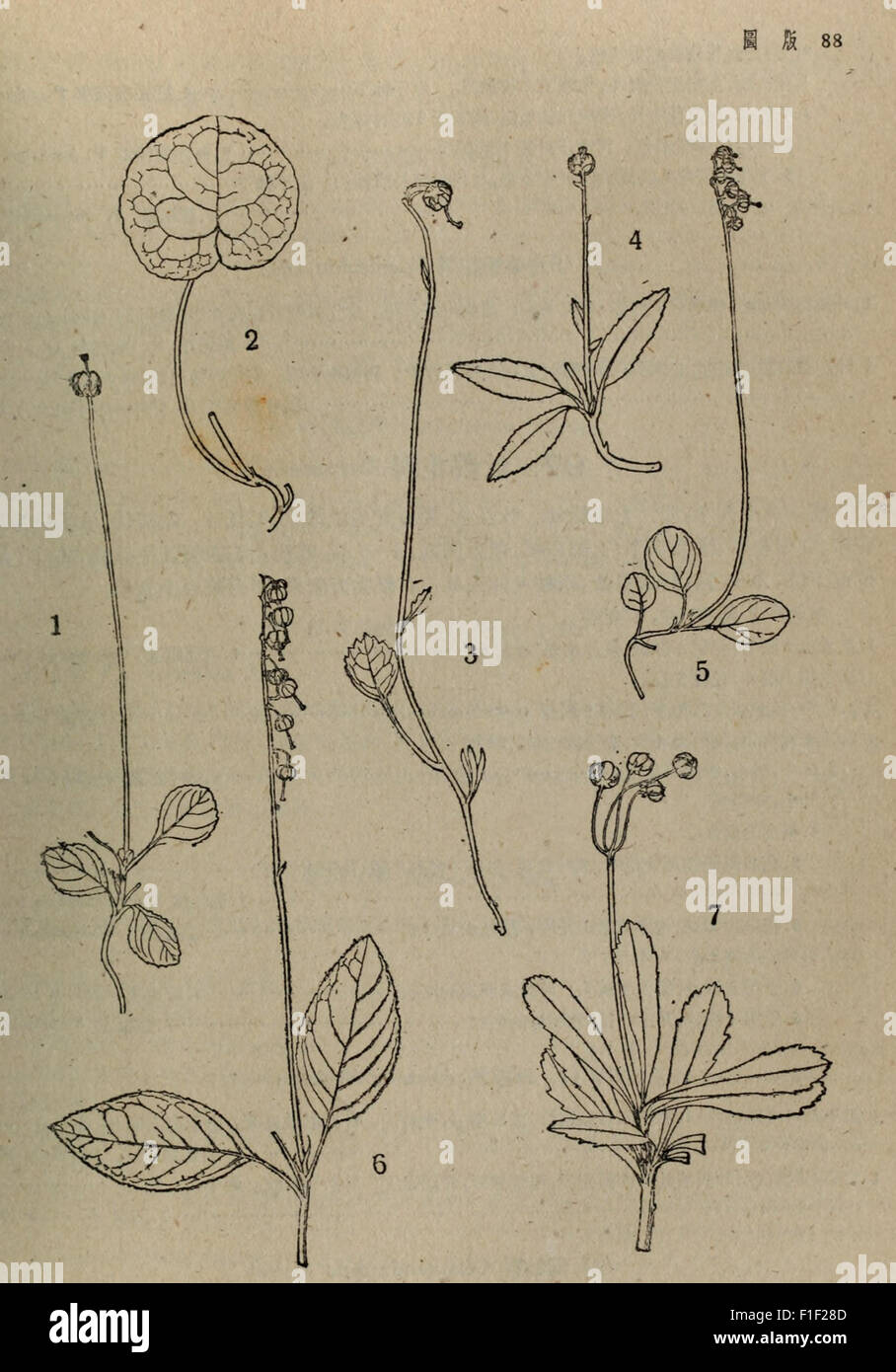 An illustration from 'Dong Bei Zhi Wu Jian Suo Biao,' a 1959 Chinese ...