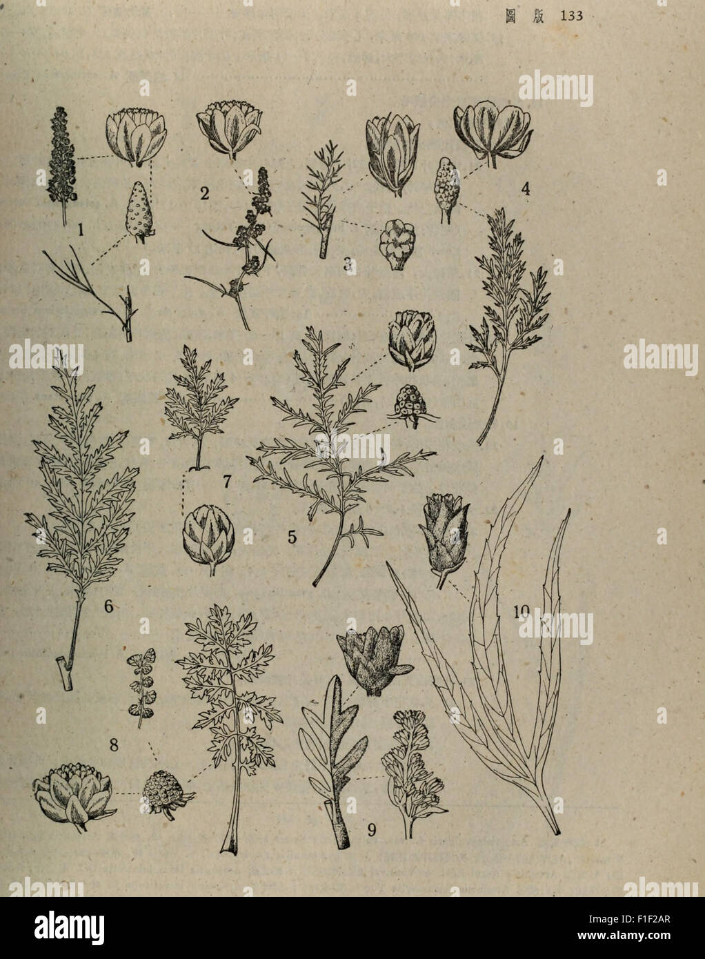 A 1959 catalog of plants native to northeastern China, featuring ...