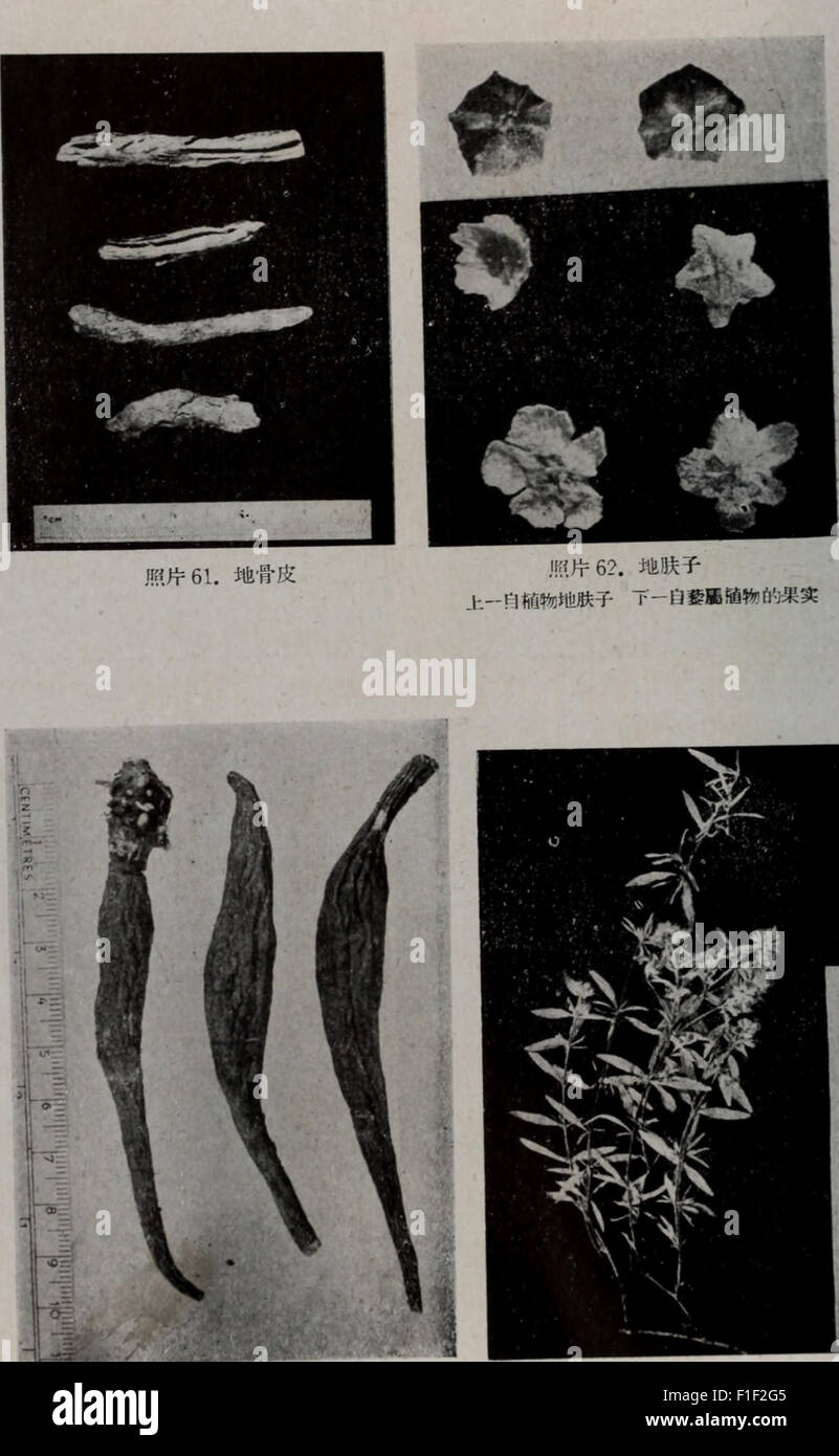 'Dong bei zhi wu yao tu zhi' (1959) is a comprehensive botanical work ...