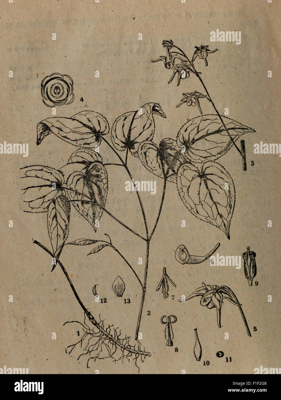 This 1959 work 'Dong Bei Zhi Wu Yao Tu Zhi' is a detailed guide to ...