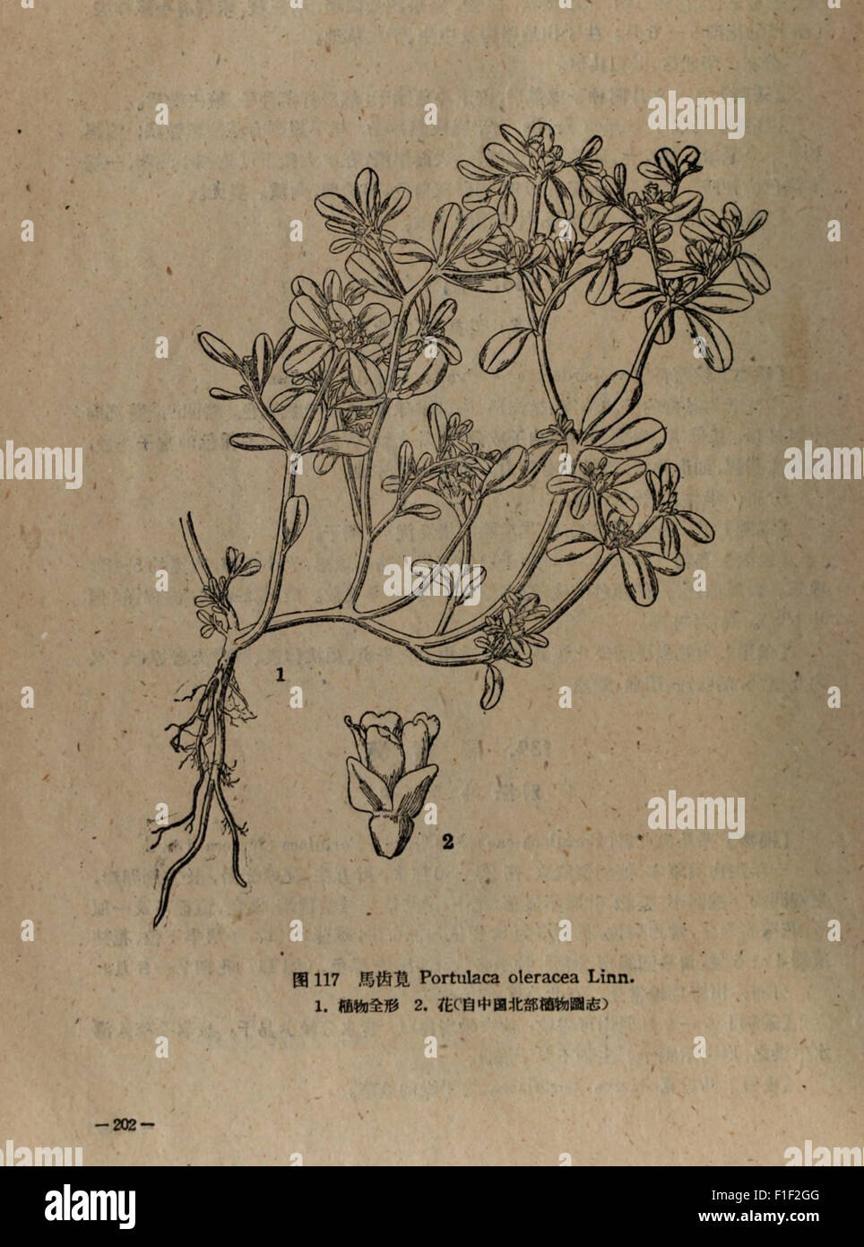 This 1959 Chinese text, *Dong Bei Zhi Wu Yao Tu Zhi*, provides a ...