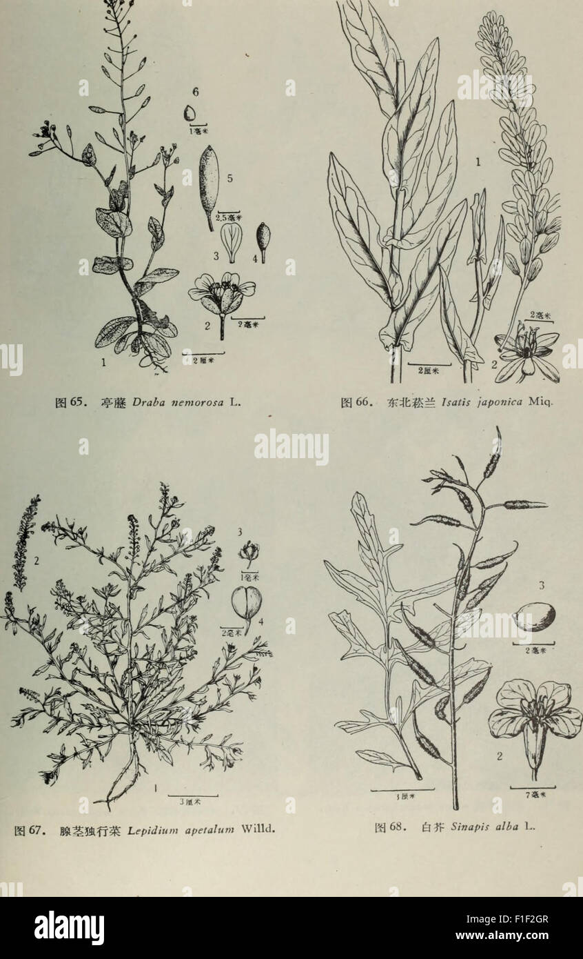 This Chinese botanical guide from 1958 presents a detailed catalog of ...