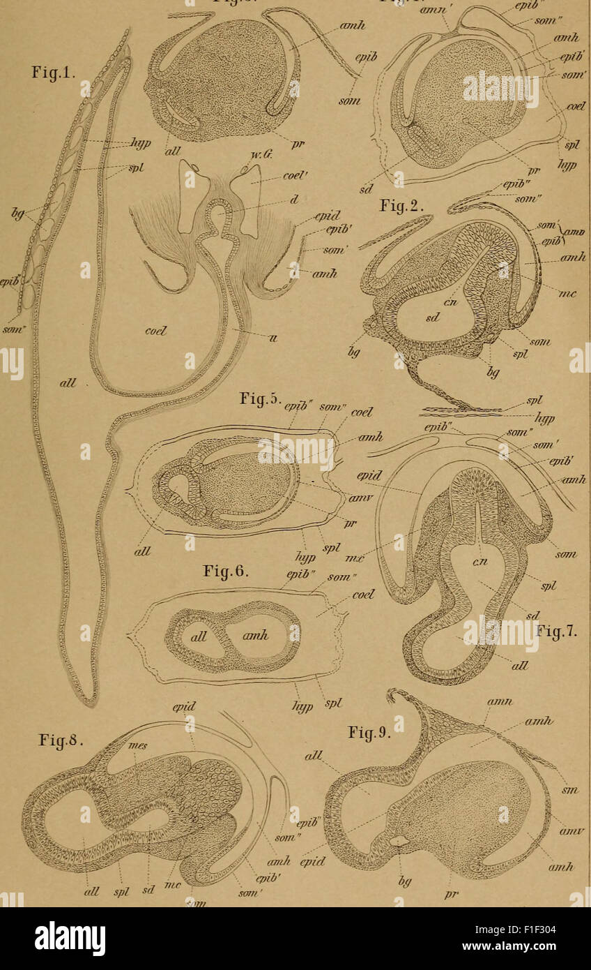 A comprehensive zoological work by Dr. H.G. Bronn, scientifically ...