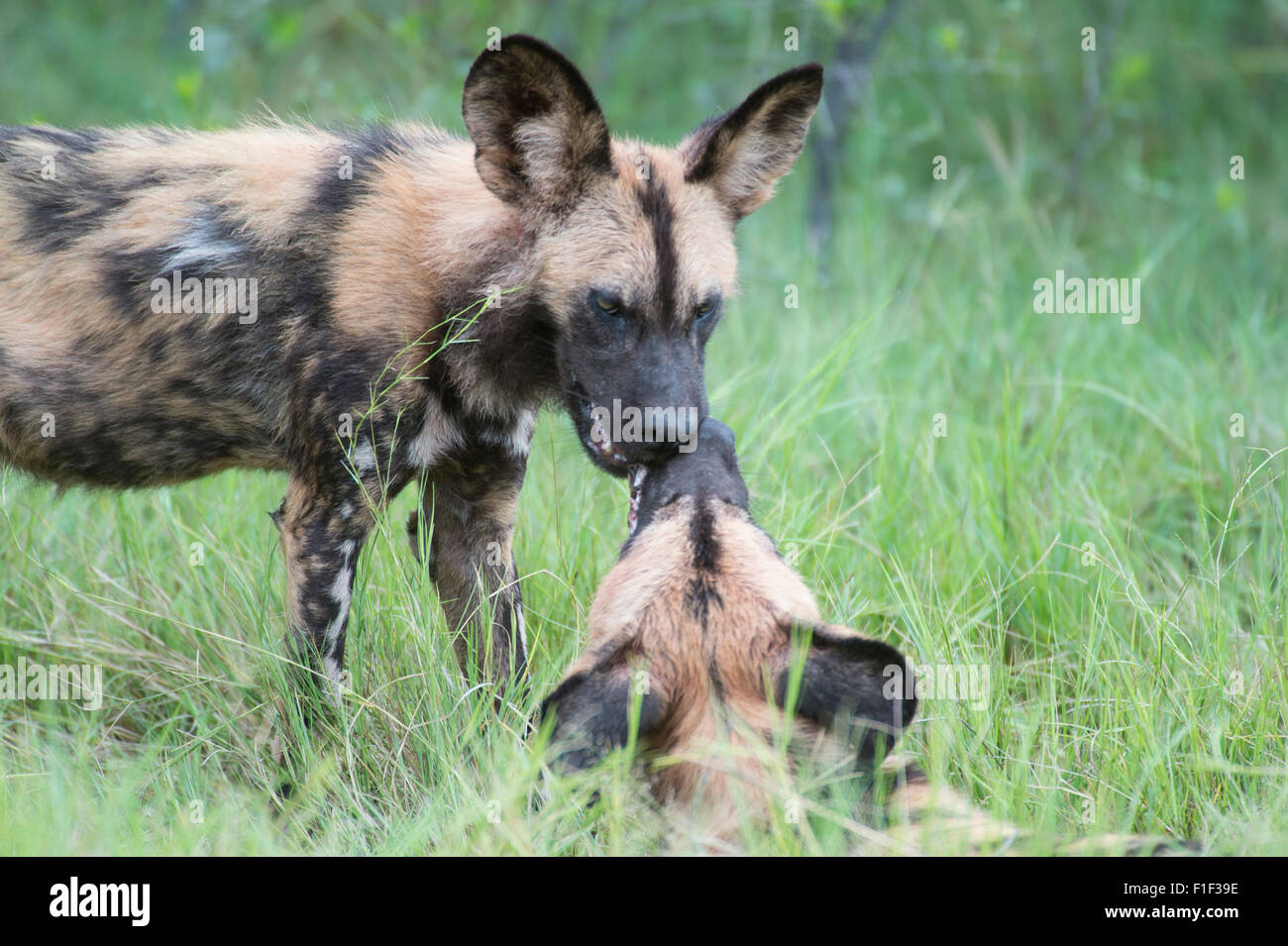 Cape Hunting dog Lycaon pictus Stock Photo - Alamy
