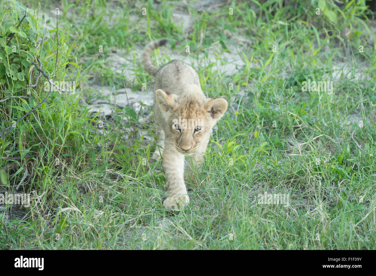Two Lion cubs Stock Photo - Alamy