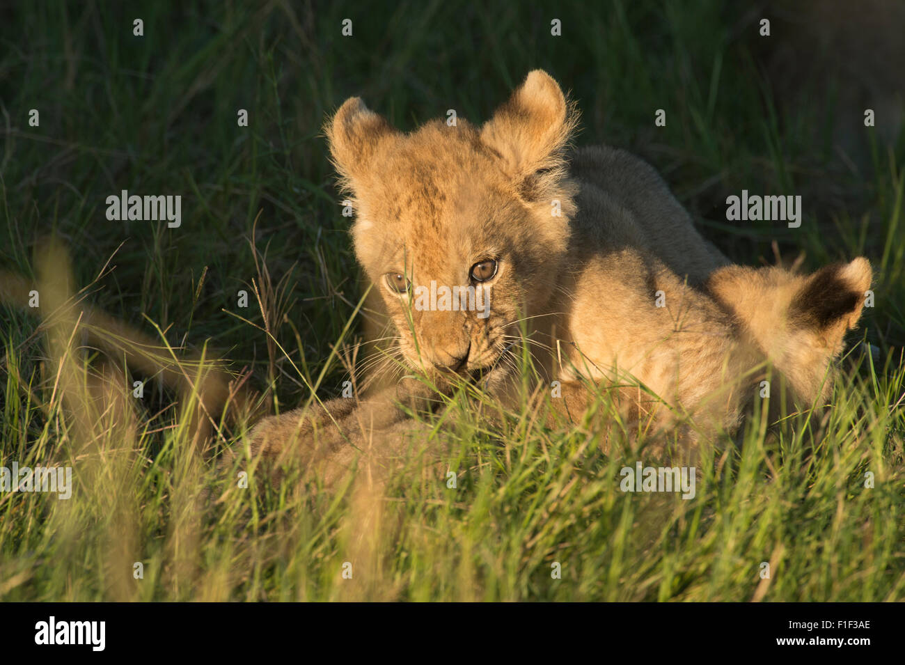 Lion Cub Eating High Resolution Stock Photography and Images - Alamy