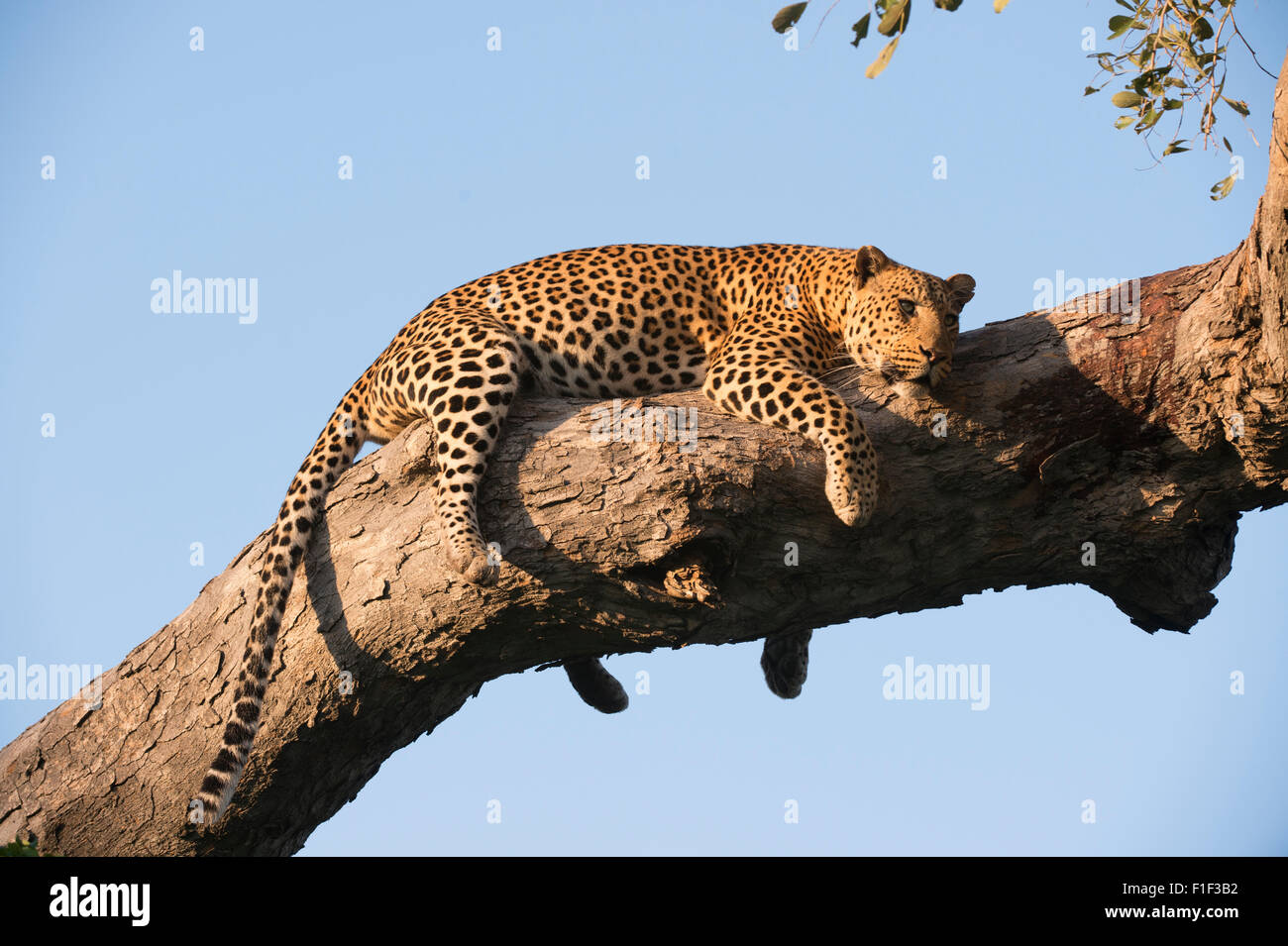 Female african leopard lying in tree Stock Photo - Alamy
