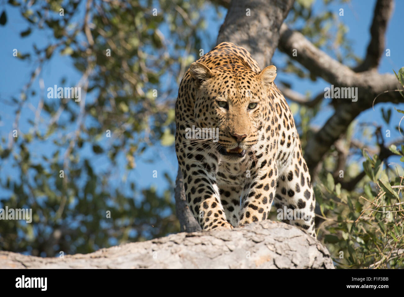 African male Leopard Panthera Pardus standing in tree Stock Photo - Alamy