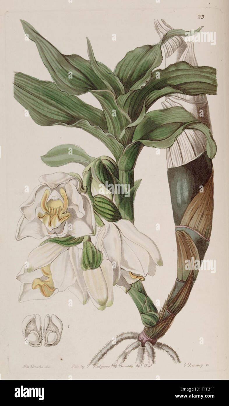 First published in 1829, this botanical register contains detailed ...