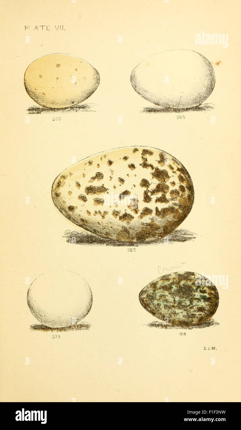 Eggs of North American Birds is a detailed study of bird eggs found ...