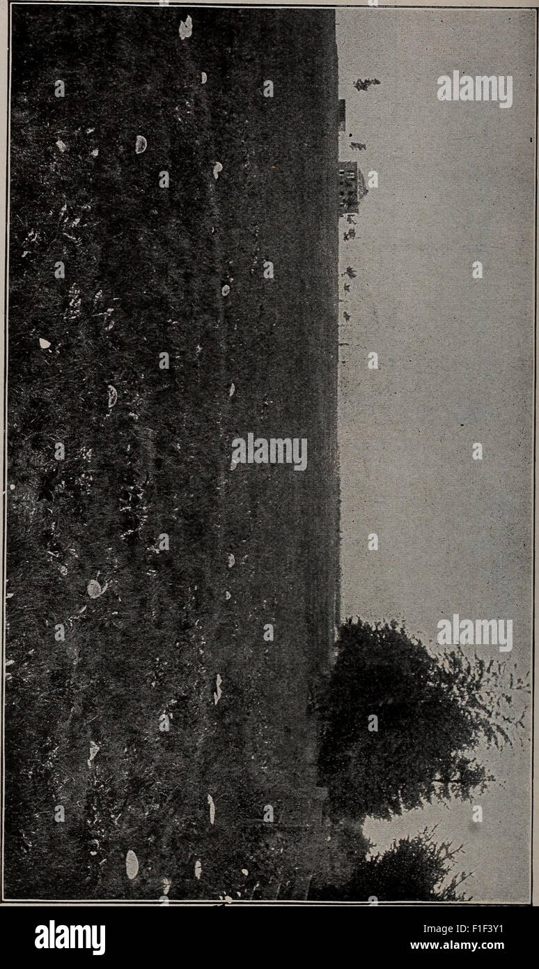 An early 1905 botanical guide, 'Elementary Botany', offering ...