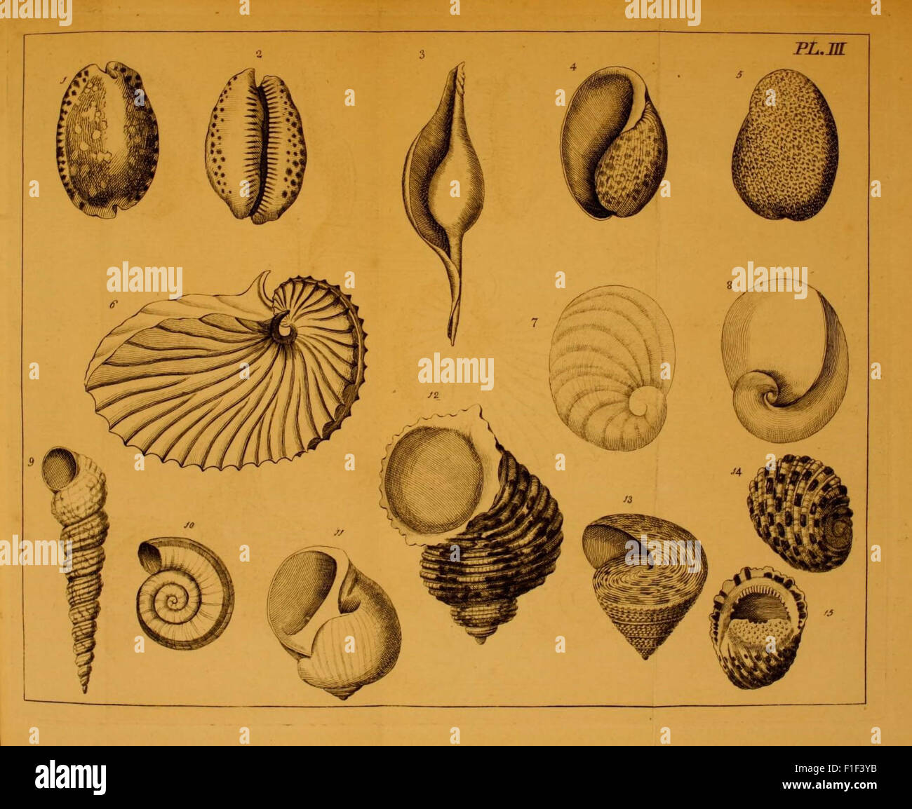 Elements of conchology, or, An introduction to the knowledge of shells ...