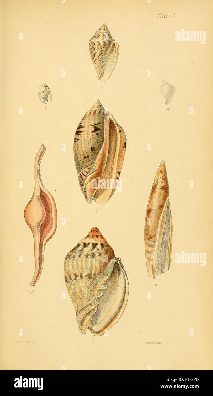 This plate from 'Elements of Conchology' presents a detailed ...