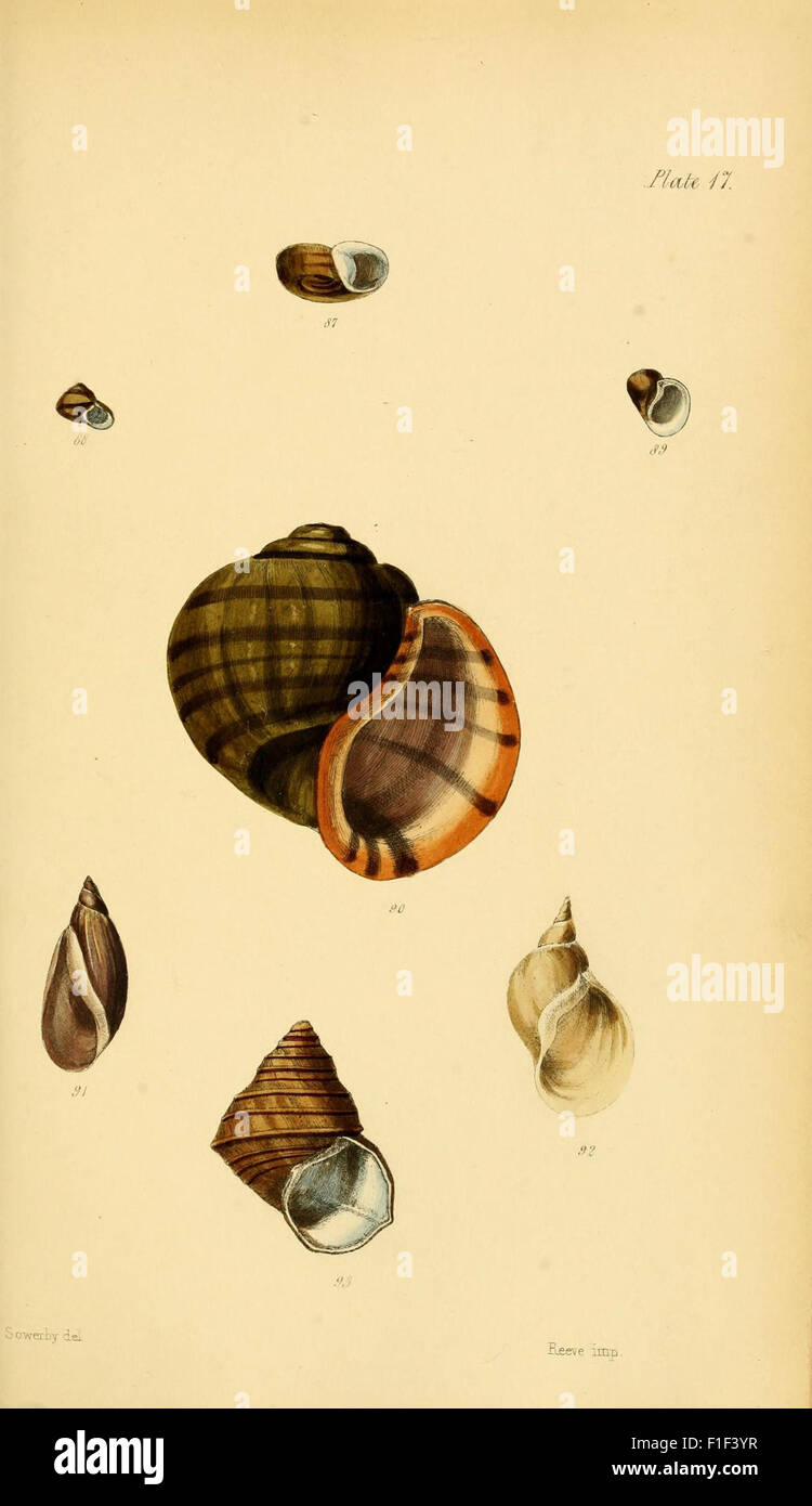 A historic illustration from a classic work on conchology, focusing on ...