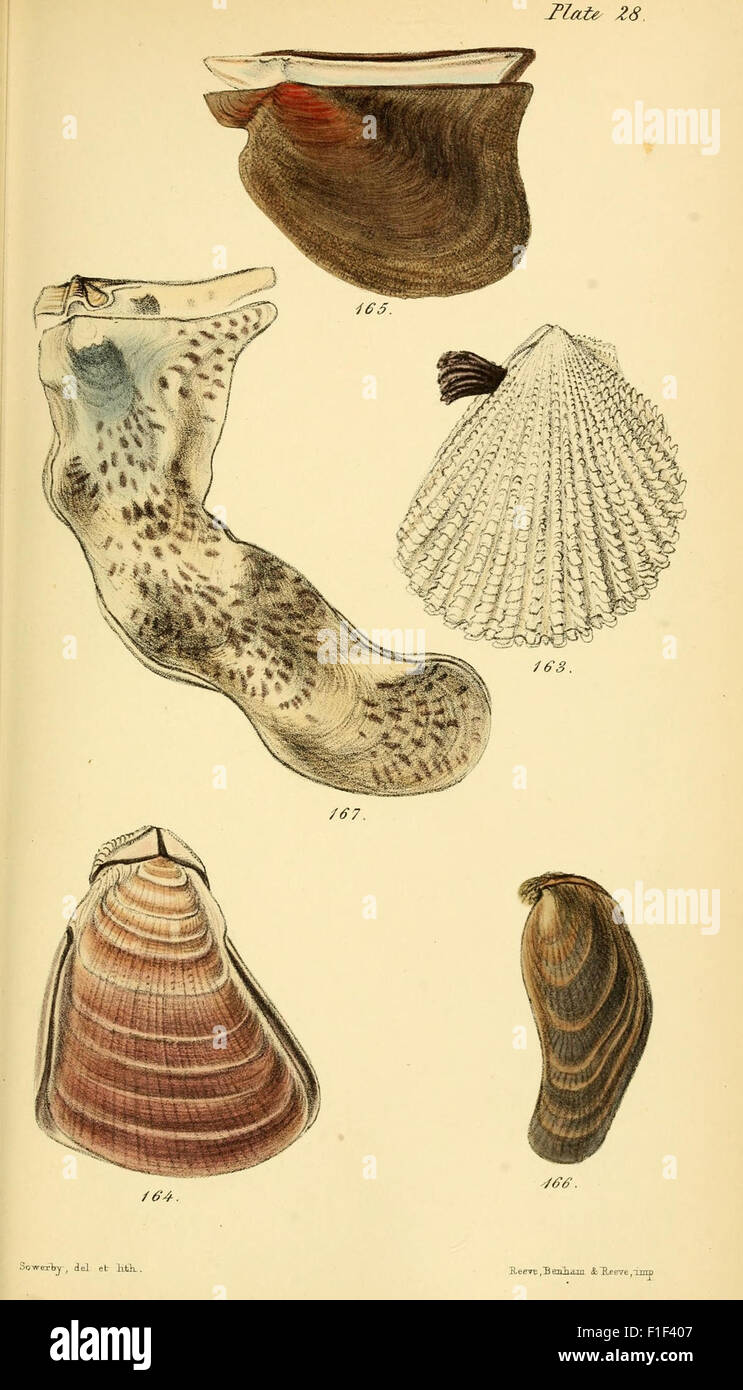 'Elements of Conchology' presents a detailed classification of mollusks ...