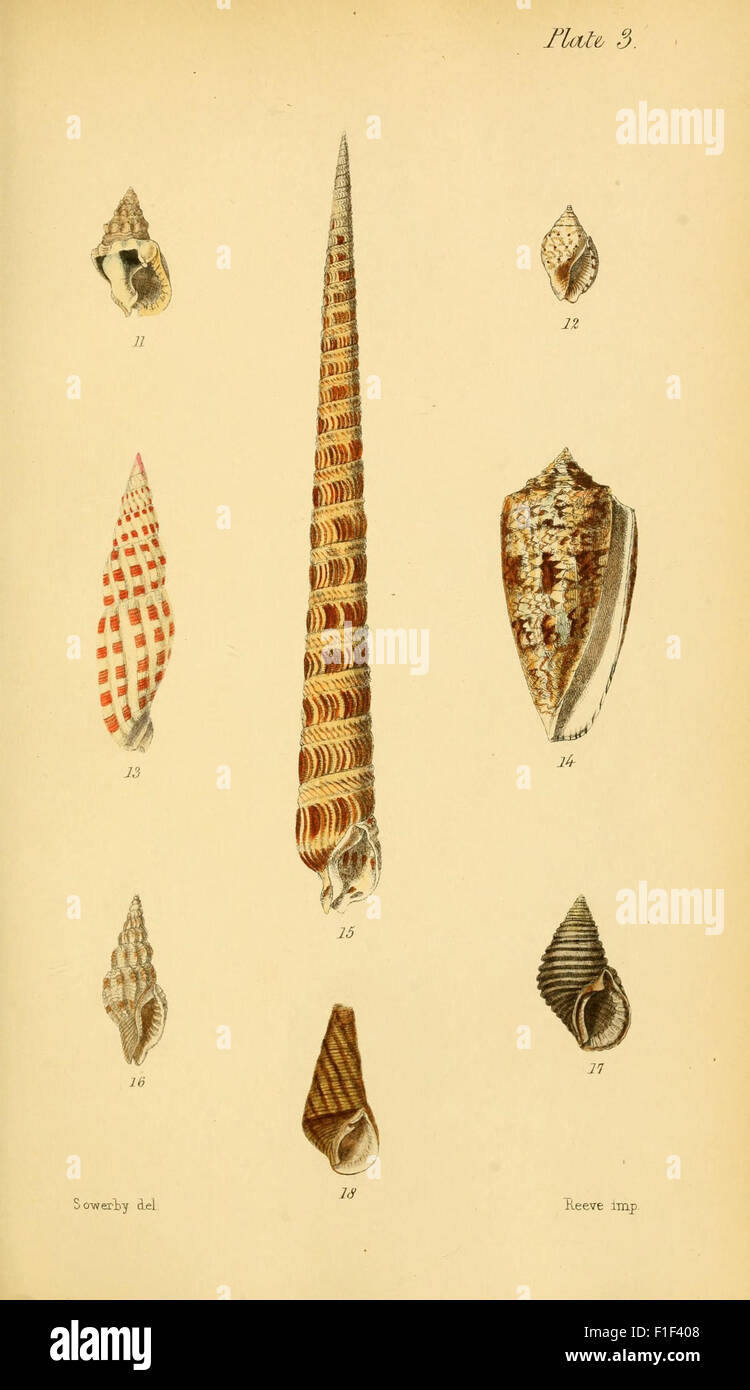 Plate 3 from 'Elements of Conchology' offers a vintage illustration of ...