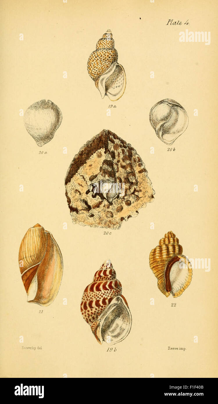 'Elements of Conchology' (Plate 4) is a vintage work that focuses on ...