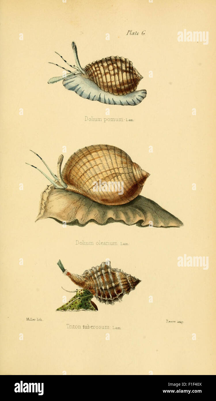 This illustrated work on conchology presents detailed depictions of ...