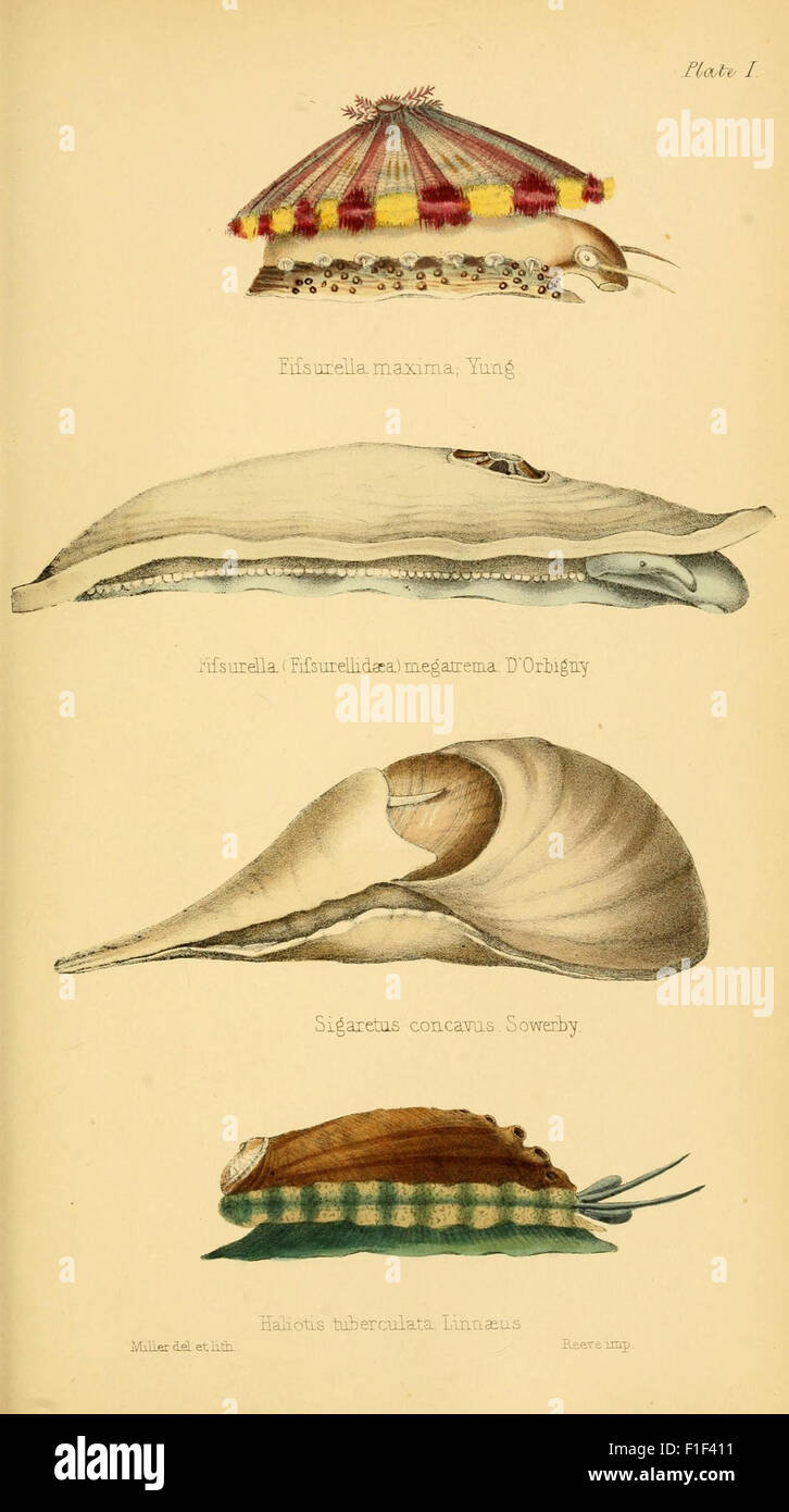 A historical study on the classification of mollusks, with detailed ...
