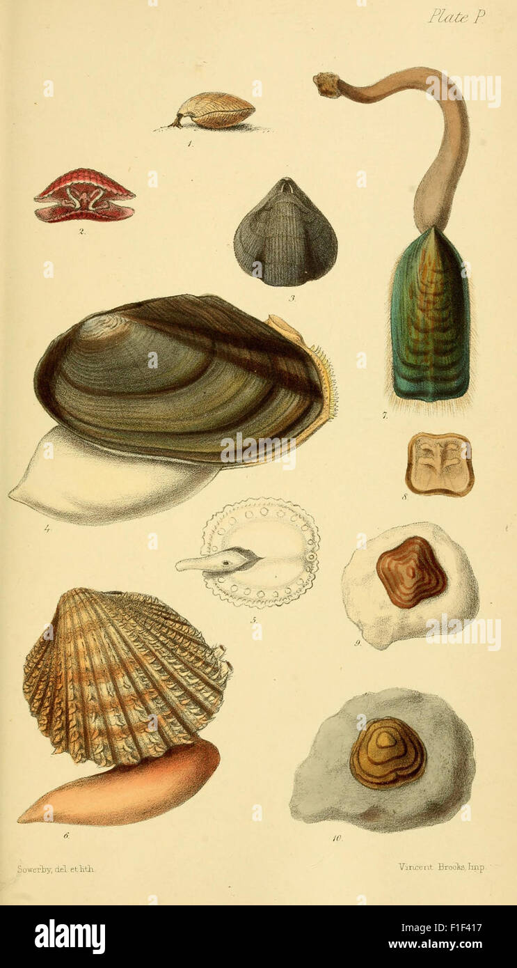 This work, *Elements of Conchology*, offers detailed studies and ...