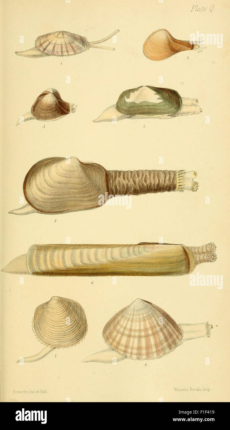 'Elements of Conchology' provides detailed illustrations and ...