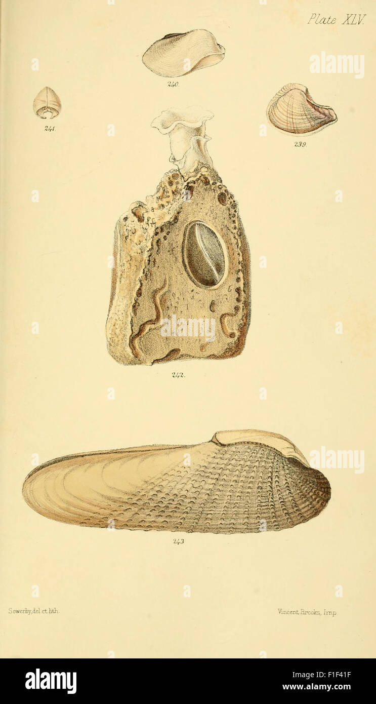 Plate XLV from 'Elements of Conchology' displays detailed illustrations ...