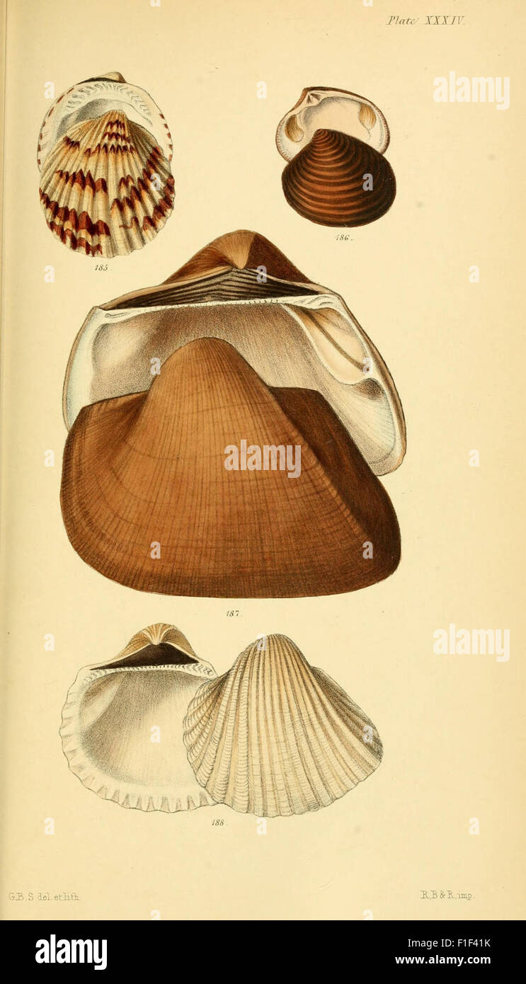 *Elements of Conchology* (Plate XXXIV) is a detailed study of mollusks ...