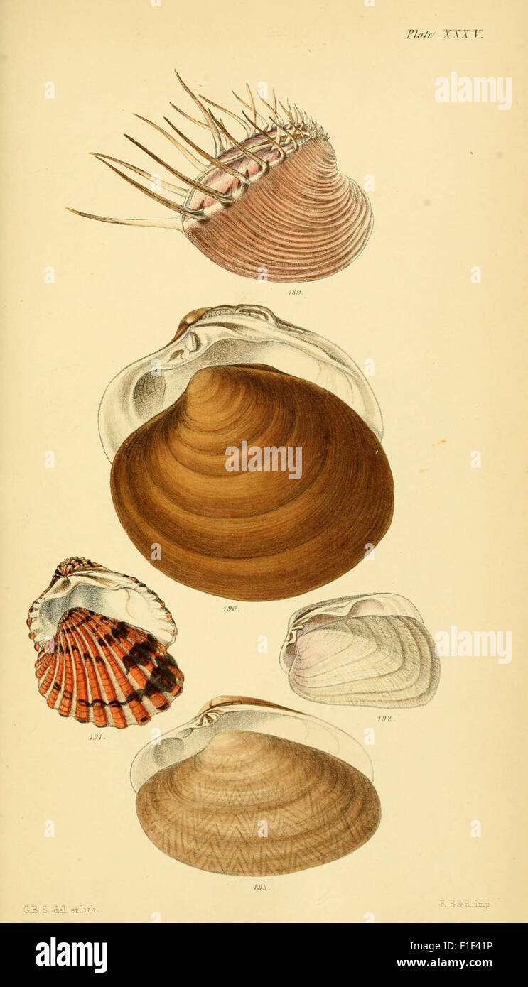 *Elements of Conchology* presents detailed illustrations and ...