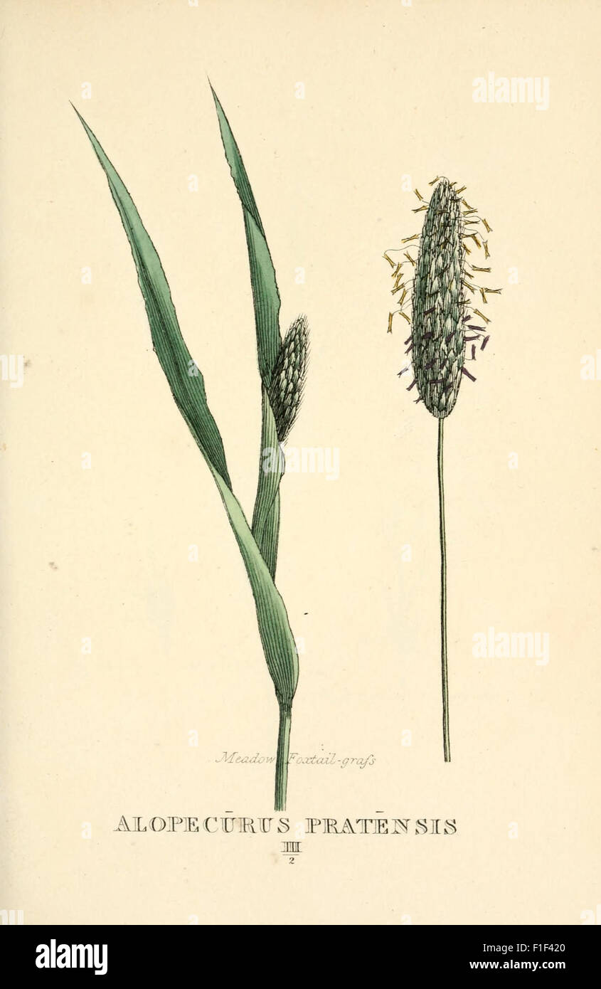 This 19th-century work outlines the fundamental principles of botany ...