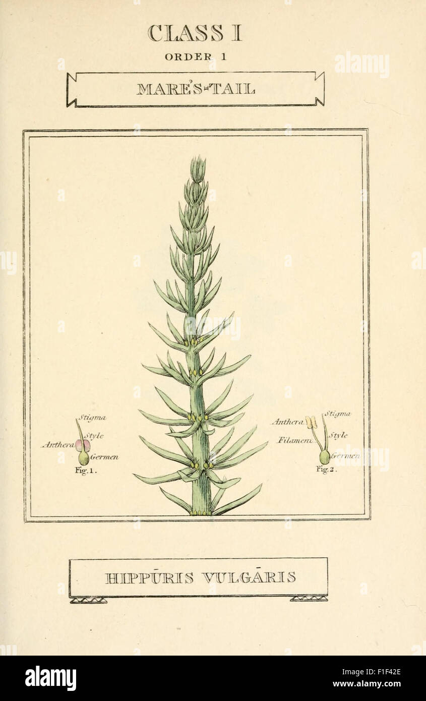 'Elements of the Science of Botany' offers a detailed exploration of ...