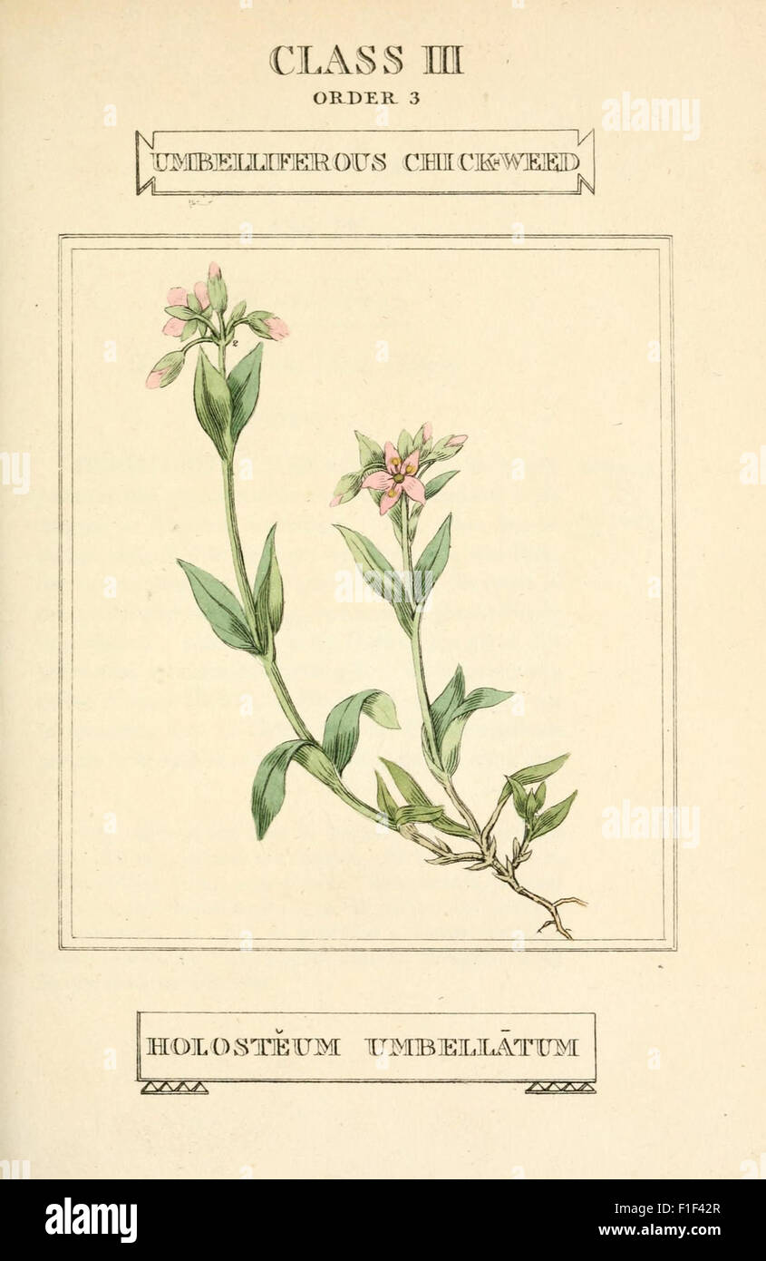 'Elements of the Science of Botany' is a comprehensive guide to plant ...
