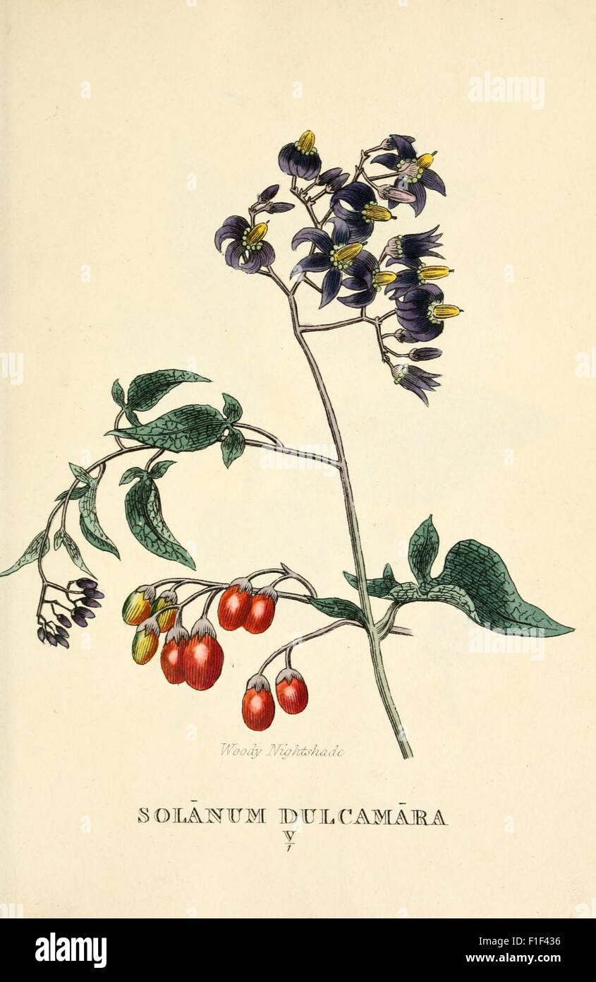 'Elements of the Science of Botany' explores plant classification and ...
