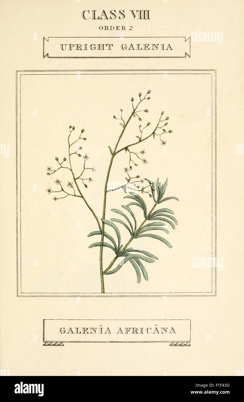 Elements of the science of botany Stock Photo - Alamy