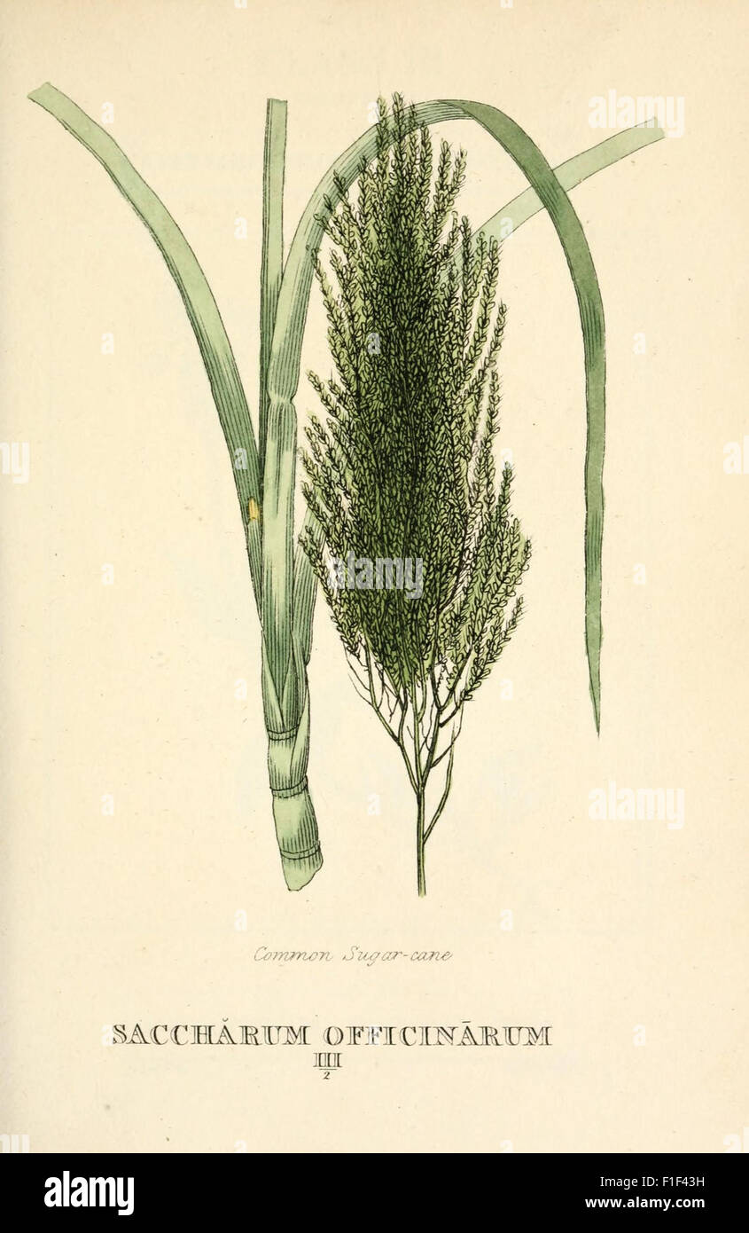 This Work On Botany Provides Foundational Knowledge On Plant Classification And Botanical