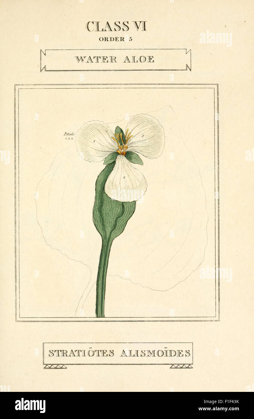 Elements Of The Science Of Botany Explores The Foundational