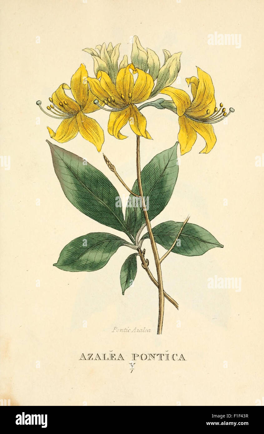 This work presents the fundamental principles of botany, focusing on ...